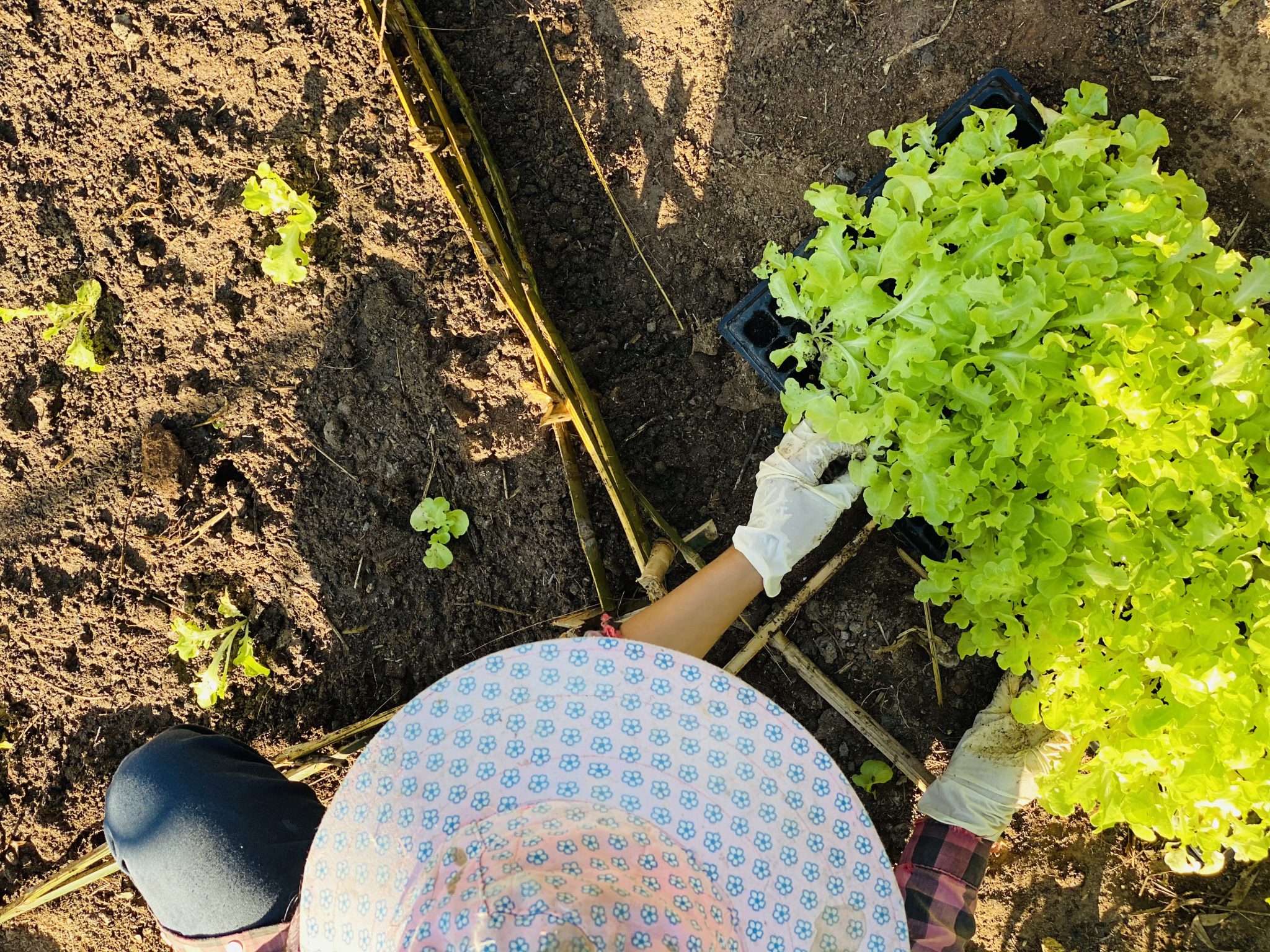 Organic Community Farming บริการเช่าพื้นที่แปลงเกษตรอินทรีย์ - INWIANG ...